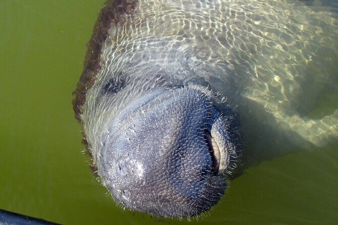 Everglades National Park Dolphin, Birding and Wildlife Boat Tour (2 hours) - FAQ
