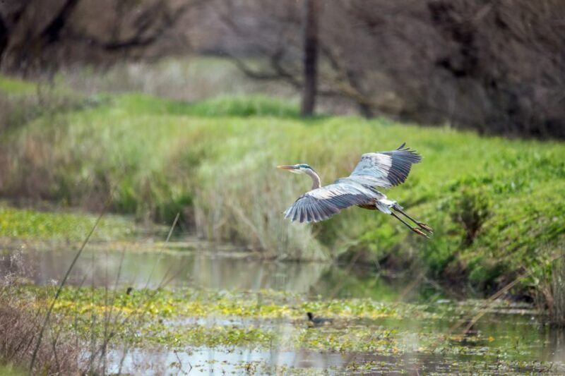 Everglades National Park: Mangrove Tunnel Kayak Eco-Tour - The Sum Up