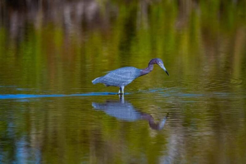 Everglades National Park: Mangrove Wilderness Tour - Key Points