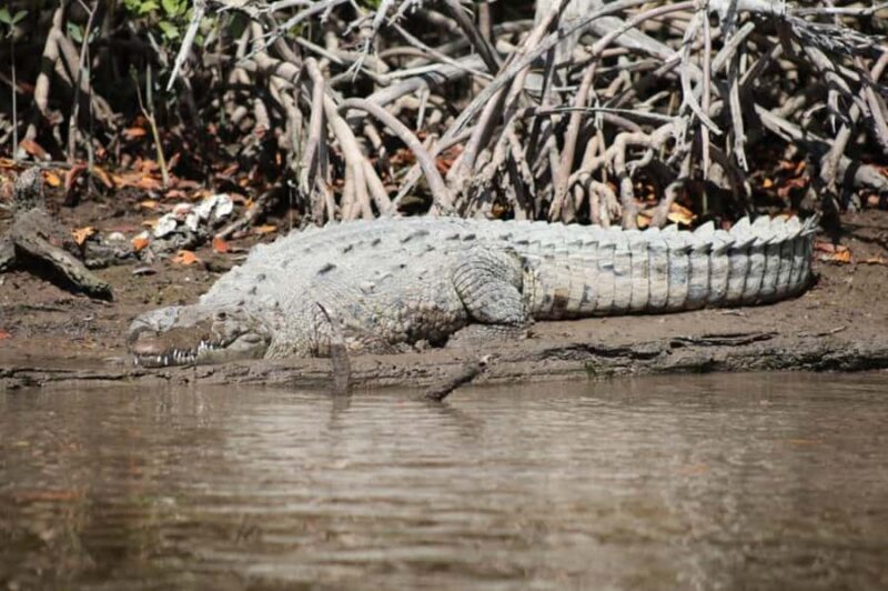 Everglades National Park: Mangrove Wilderness Tour - An In-Depth Look at the Mangrove Wilderness Tour