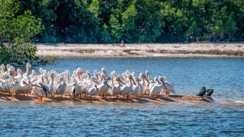 Everglades National Park: Pontoon Boat Tour & Boardwalk - Analyzing the Value