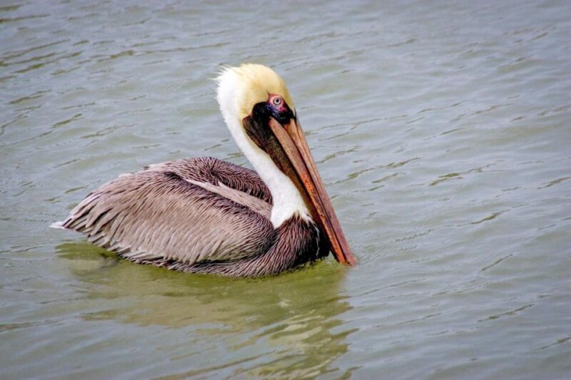 Everglades National Park: Pontoon Boat Tour & Boardwalk - FAQ