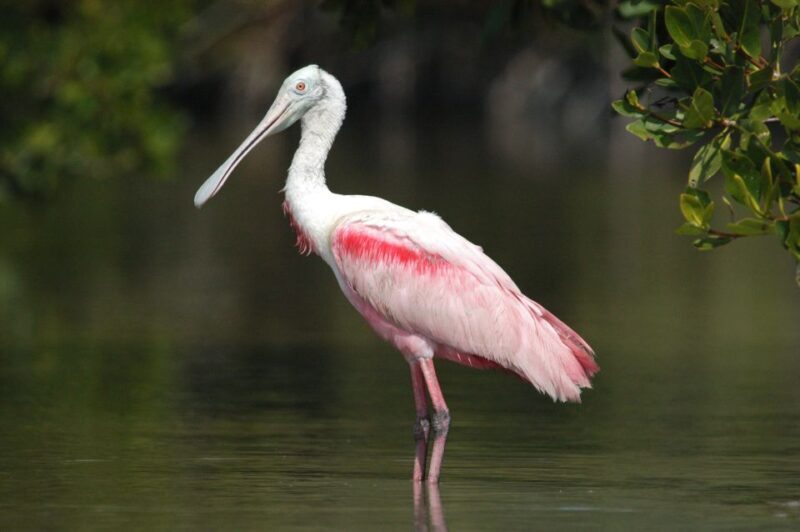 Everglades National Park: Private 2.5-Hour Photo Safari - An In-Depth Look at the Everglades Photo Safari