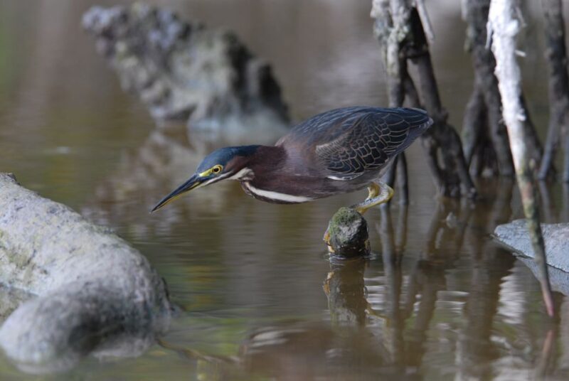 Everglades National Park: Private 2.5-Hour Photo Safari - Who Will Enjoy This Tour?