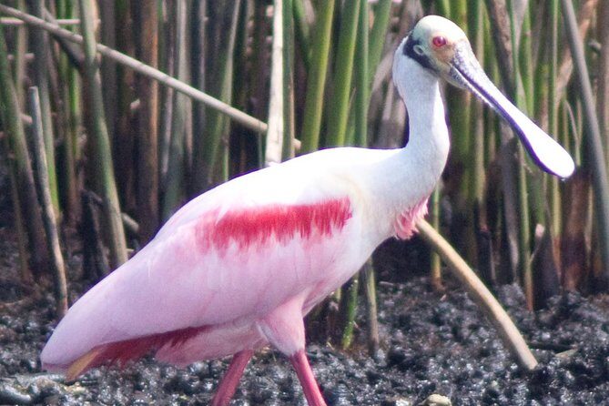 Everglades National Park Small Group Guided Boating & Walking Tour Expedition - The Sum Up: Is This Tour for You?