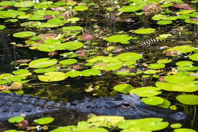 Everglades Park From Fort Lauderdale Round-trip Transportation - The Cost: Is It Worth It?