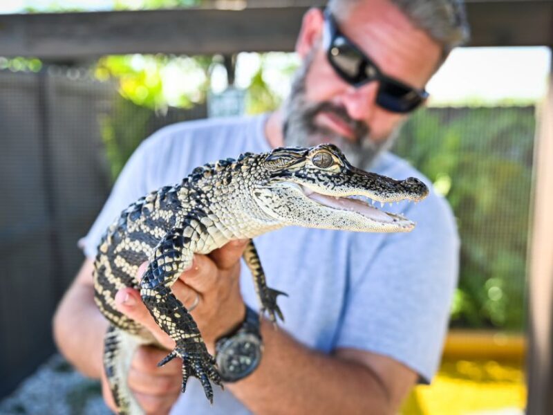 Everglades: Sawgrass Park Day Time Airboat Tour & Exhibits - How the Itinerary Unfolds