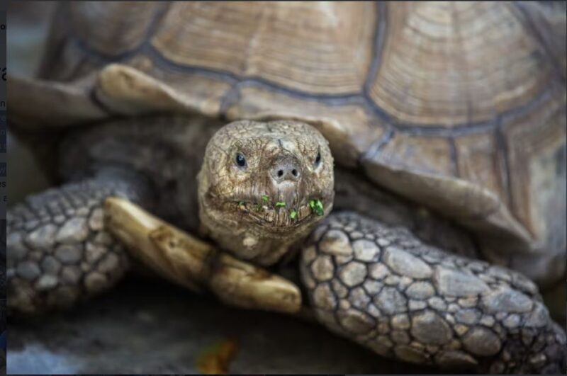 Everglades: Sawgrass Park Reptile Exhibit Private Tour - A Closer Look at the Experience