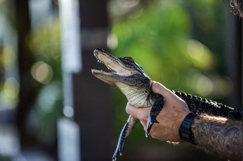 Everglades: Sawgrass Park Reptile Exhibit Private Tour - The Sum Up