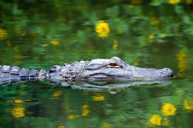Everglades Small Group Express from Fort Lauderdale +Airboat Ride - The Itinerary in Detail: What to Expect