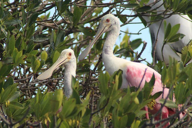 Everglades Small Group Guided Boating & Walking Tour Expedition - The Sum Up: A Genuine Glimpse Into the Everglades
