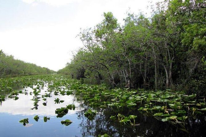 Everglades Tour in Miami - Is It Worth the Cost?