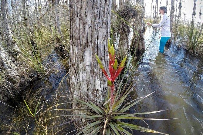 Everglades Tour w/ Biologist Led WET walk + 2 Boat Trips + Lunch! - Why the Wet Walk Matters