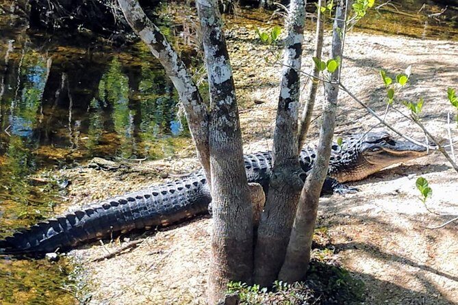 Everglades Tour w/ Biologist Led WET walk + 2 Boat Trips + Lunch! - Dining and Resting
