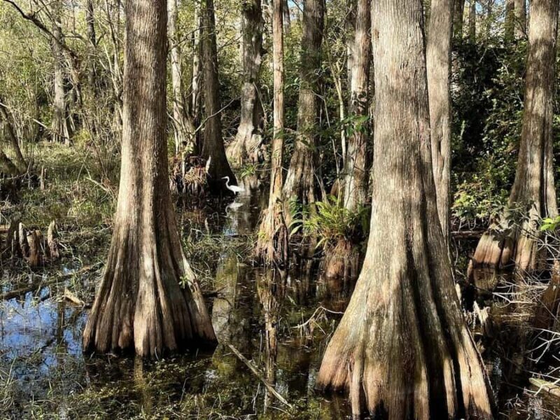 Everglades Tour with 2 Boat Rides, Hike and Lunch - A Guided Walk to the Cypress Dome