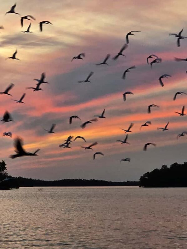 Everglades Tour with 2 Boat Rides, Hike and Lunch - Lunch and Overall Value