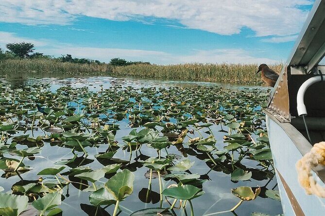 Everglades Tour with professional Tourguide inclusive pickup - An Introduction to the Everglades Tour Experience