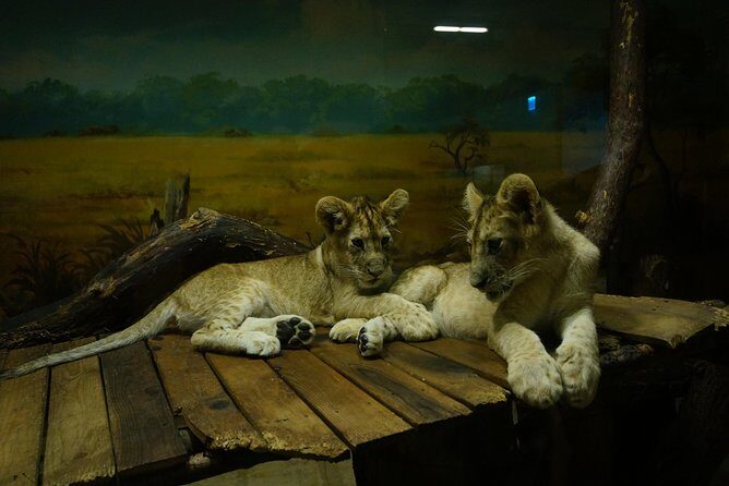 EVERLAND "From Hotel to Hotel" [Premium Private Tour: Only One Group for You] - Authentic Experiences and Tips