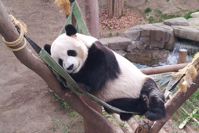 Everland Private Shuttle "Total Private Tour: More Members Less Cost" - The Itinerary: What to Expect