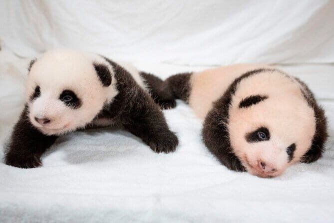 Everland Theme Park One Day Admission Ticket - A Deep Dive into Everland: What to Expect