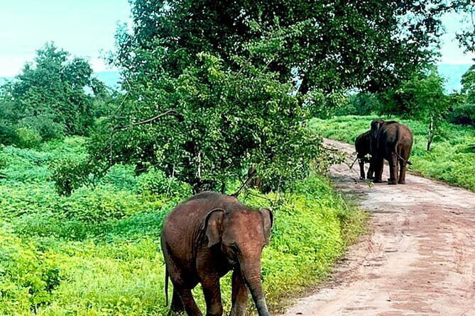 Everything in Udawalawe (Safari, Accommodation with Half Board) - Key Points