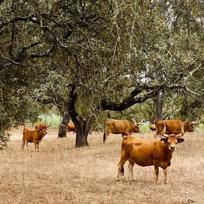 Évora: Cork Factory and Cork Farm Lunch included - Évora: Cork Factory and Cork Farm Lunch Included — A Genuine Taste of Portugal’s Alentejo