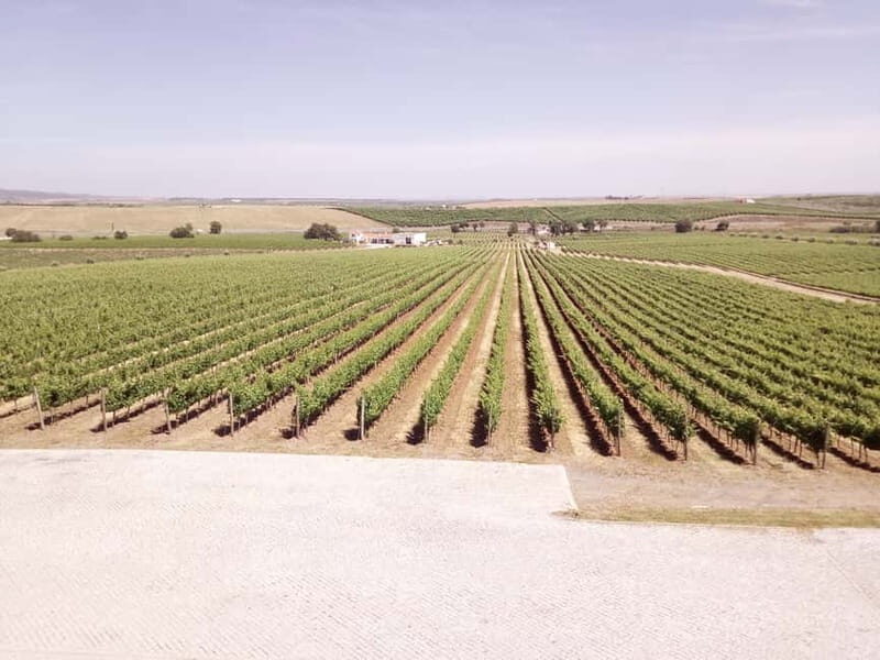 Évora town and the Olive Oil, Wine, and Cork Triangle - Why Choose This Tour?