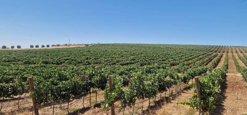 Évora & Wines: A Taste of Authentic Alentejo - Key Points