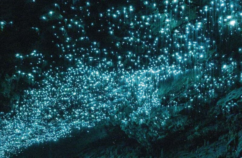 Ex Auckland Spellbound Glowworm & Cave Explorer Private Tour - A Practical Look at the Experience