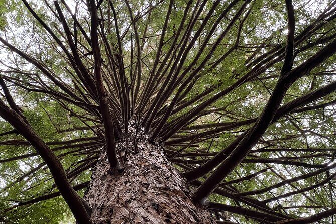 Ex Hamilton: TRIPLE DEAL Wai O Tapu, Redwood Forest & Blue Spring - Key Points