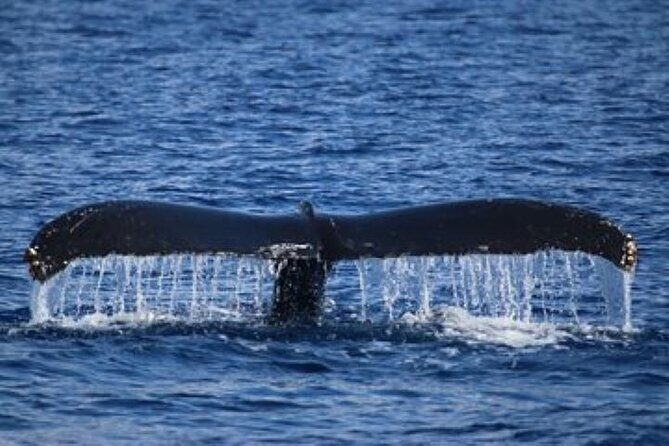 Exceptional Maui Whale Watch - The Sum Up