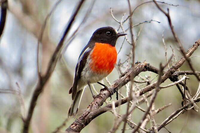 Exceptional Port Lincoln, Seafood and Wildlife Tour - FAQs