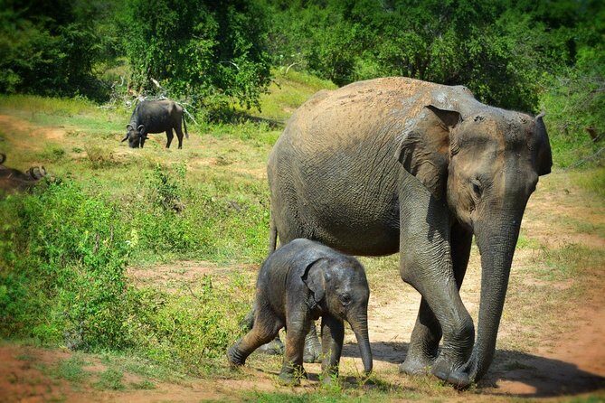 Exclusive 3-Hour Private Jeep Safari at Udawalawe National Park - Key Points