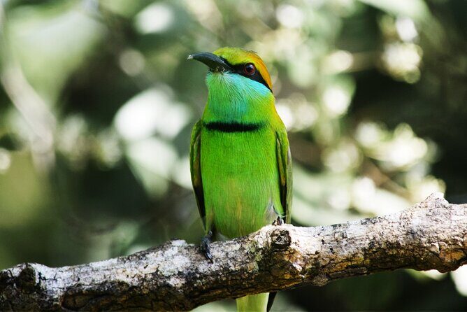 Exclusive 3-Hour Private Jeep Safari at Udawalawe National Park - What Travelers Are Saying