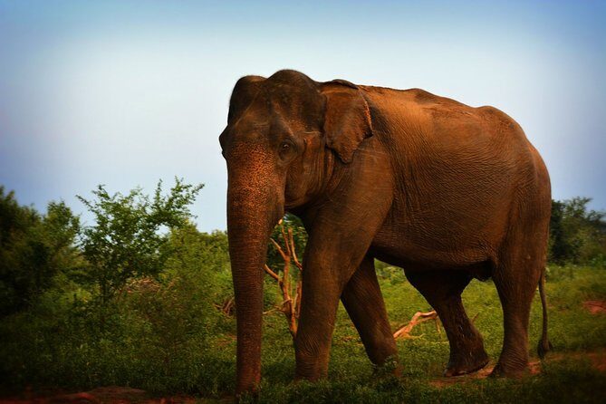 Exclusive 3-Hour Private Jeep Safari at Udawalawe National Park - FAQ