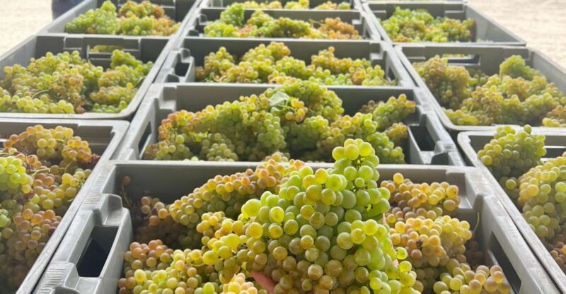 Exclusive 5-wine tasting - Key Points