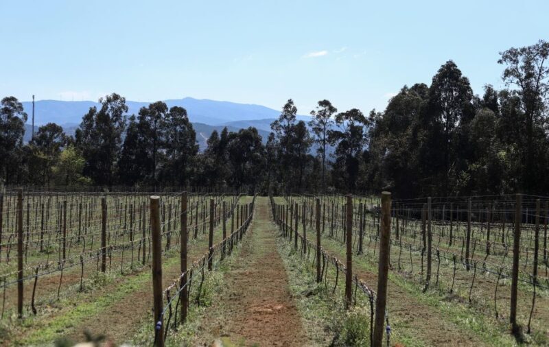 Exclusive 5-wine tasting - FAQ