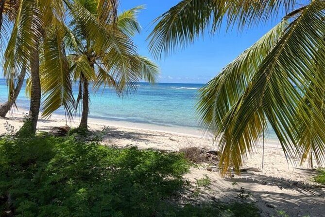 Exclusive Adventure in Saona: Small Group - Setting the Scene: What This Tour Offers