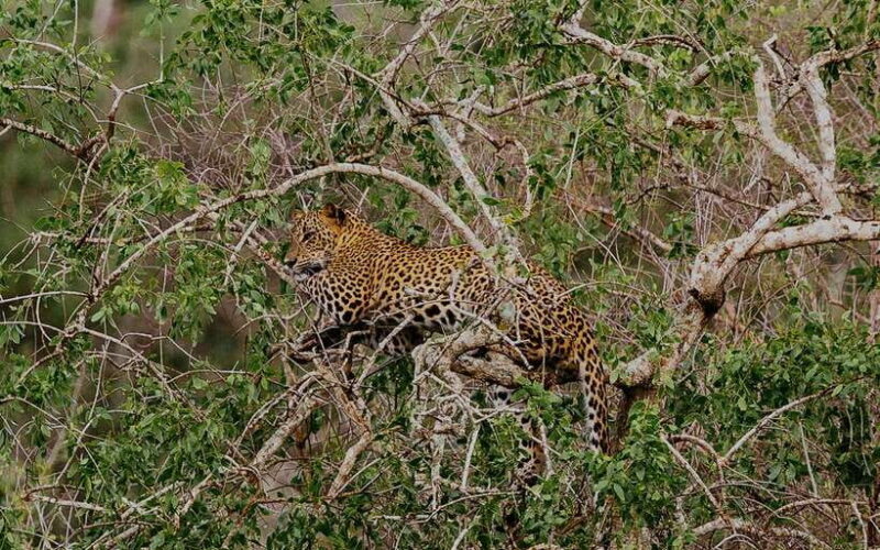 Exclusive : Afternoon Yala Safari with Beach BBQ Dinner - Key Points