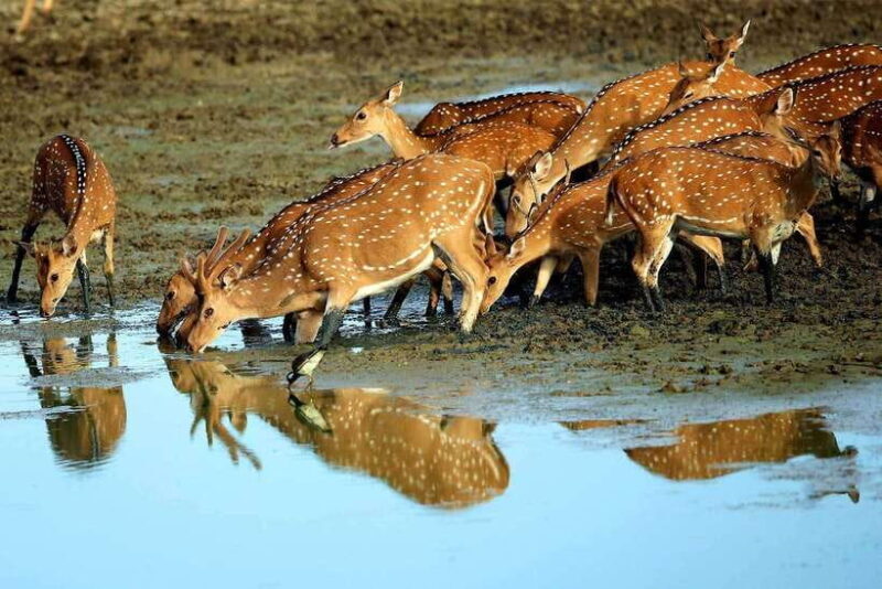 Exclusive : Afternoon Yala Safari with Beach BBQ Dinner - Practical Details and Considerations