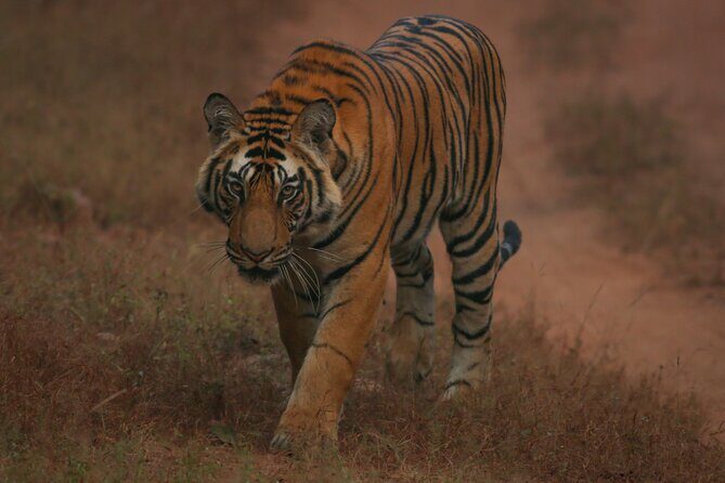 Exclusive Bandhavgarh Tiger Safari - The Best for Whom?