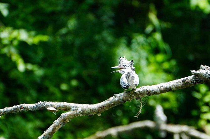 Exclusive Birdwatching Canoe with Ornithologist in Akan Mashu - Who Should Consider This Tour?