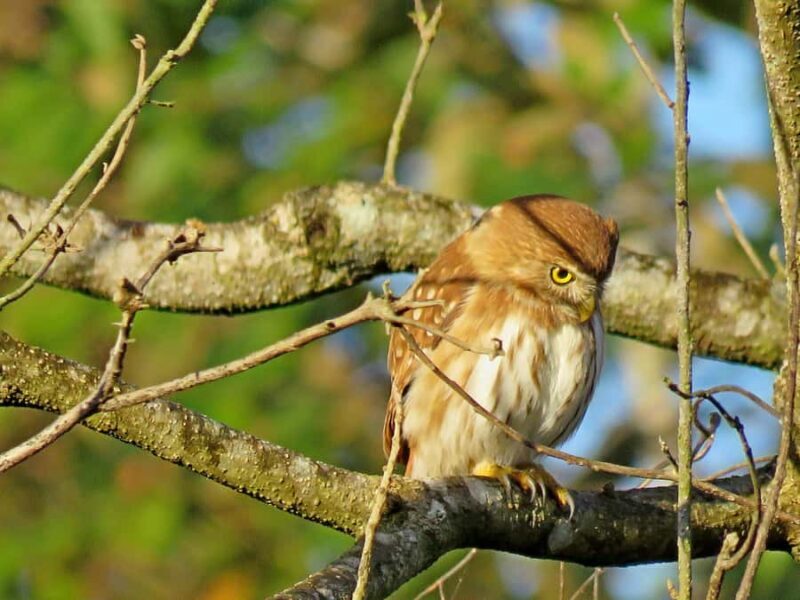 Exclusive birdwatching tour in Campeche - An Authentic Look at the Campeche Birdwatching Tour