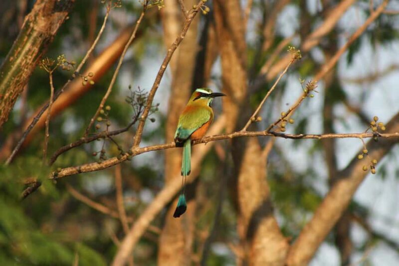 Exclusive birdwatching tour in Campeche - Why This Tour Offers Great Value