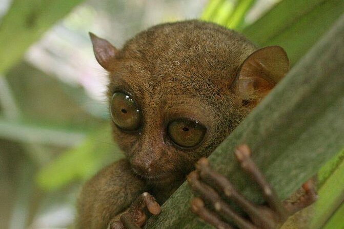 Exclusive Bohol,Philippines Chocolate Hills-Tarsier Tour - What Travelers Can Expect