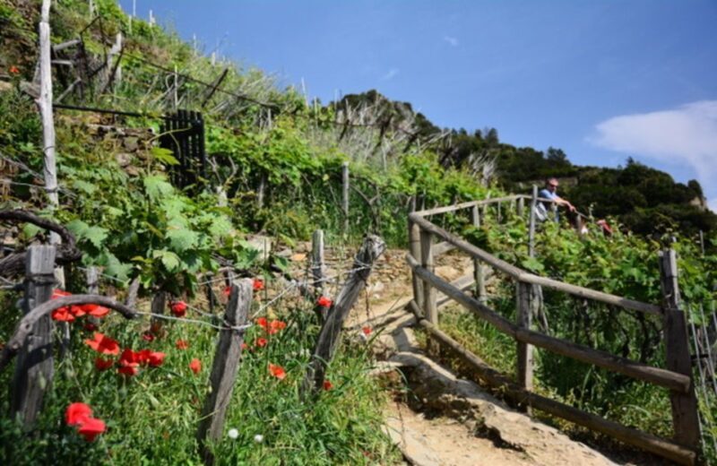 Exclusive Cinque Terre Day Trip from Florence - Key Points