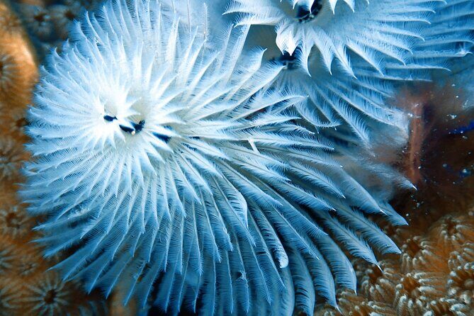 Exclusive Concierge Shore Dive  Small Group Adventure (2+Divers) - Exploring Bonaire’s Underwater World with a Personal Touch