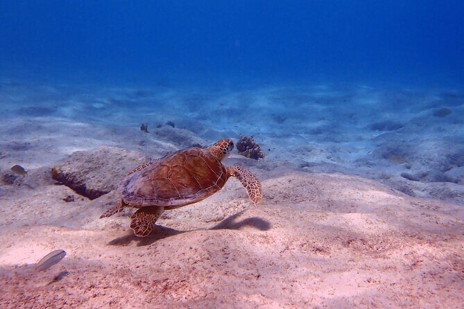 Exclusive Concierge Shore Dive  Small Group Adventure (2+Divers) - In The Sum Up