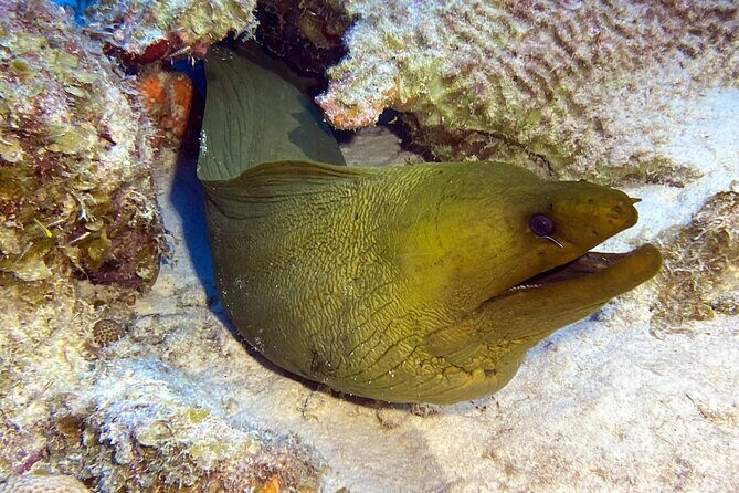 Exclusive Concierge Shore Dive  Small Group Adventure (2+Divers) - Frequently Asked Questions