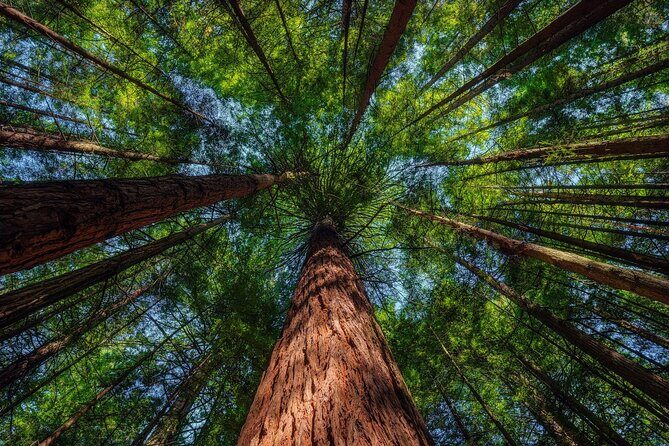 Exclusive Day Trip from Te Puia to Wine Tasting and Redwoods - Who Will Enjoy This Experience Most?